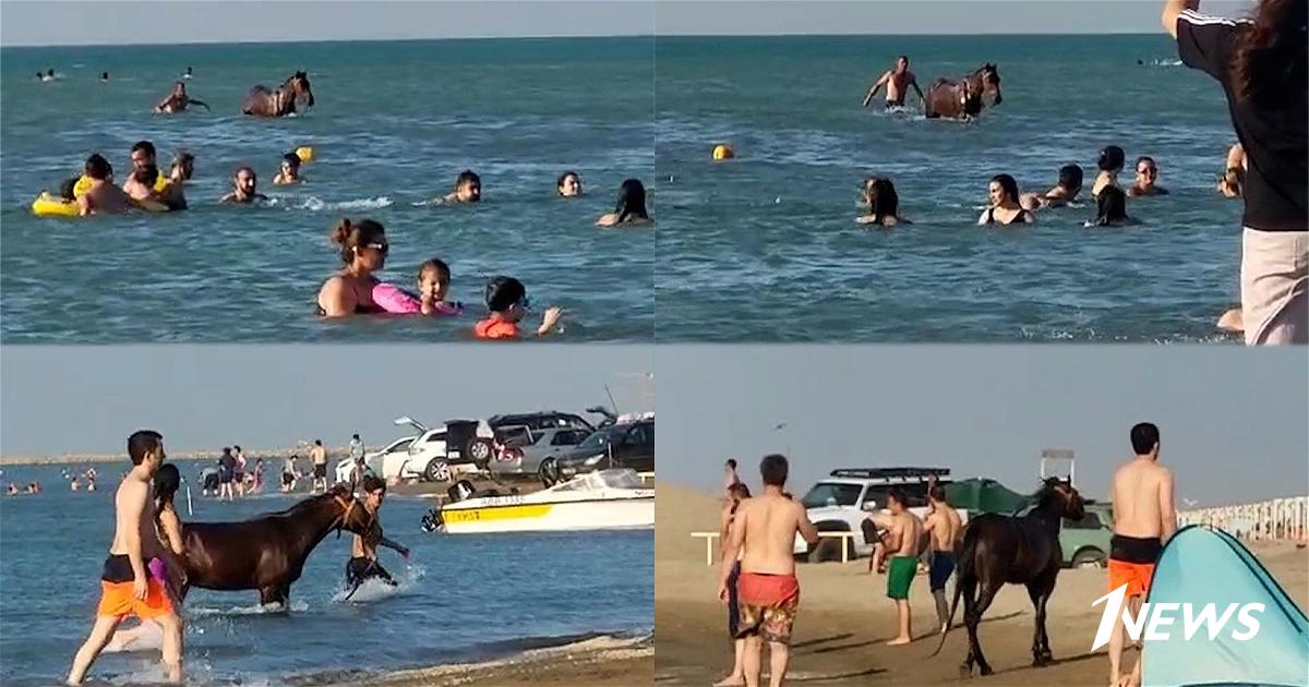 Купающиеся лощади на пляже Пиршаги возмутили граждан - ВИДЕО | 1news.az | Новости
